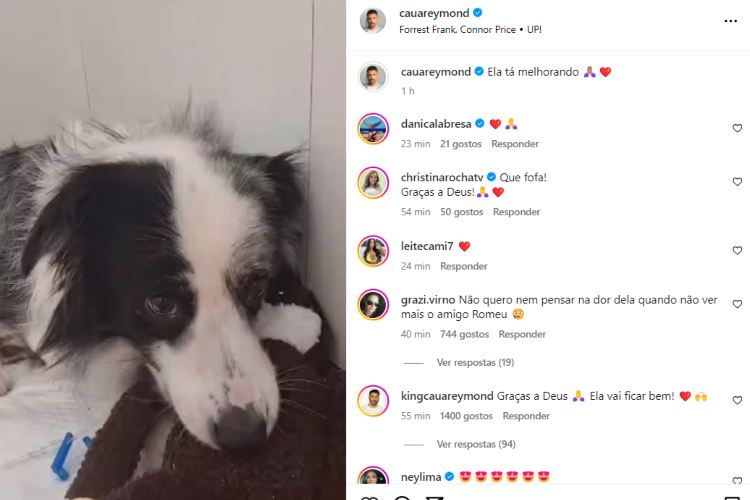 Cauã Reymond revela o estado de saúde de sua cachorra Shakira, vítima ...